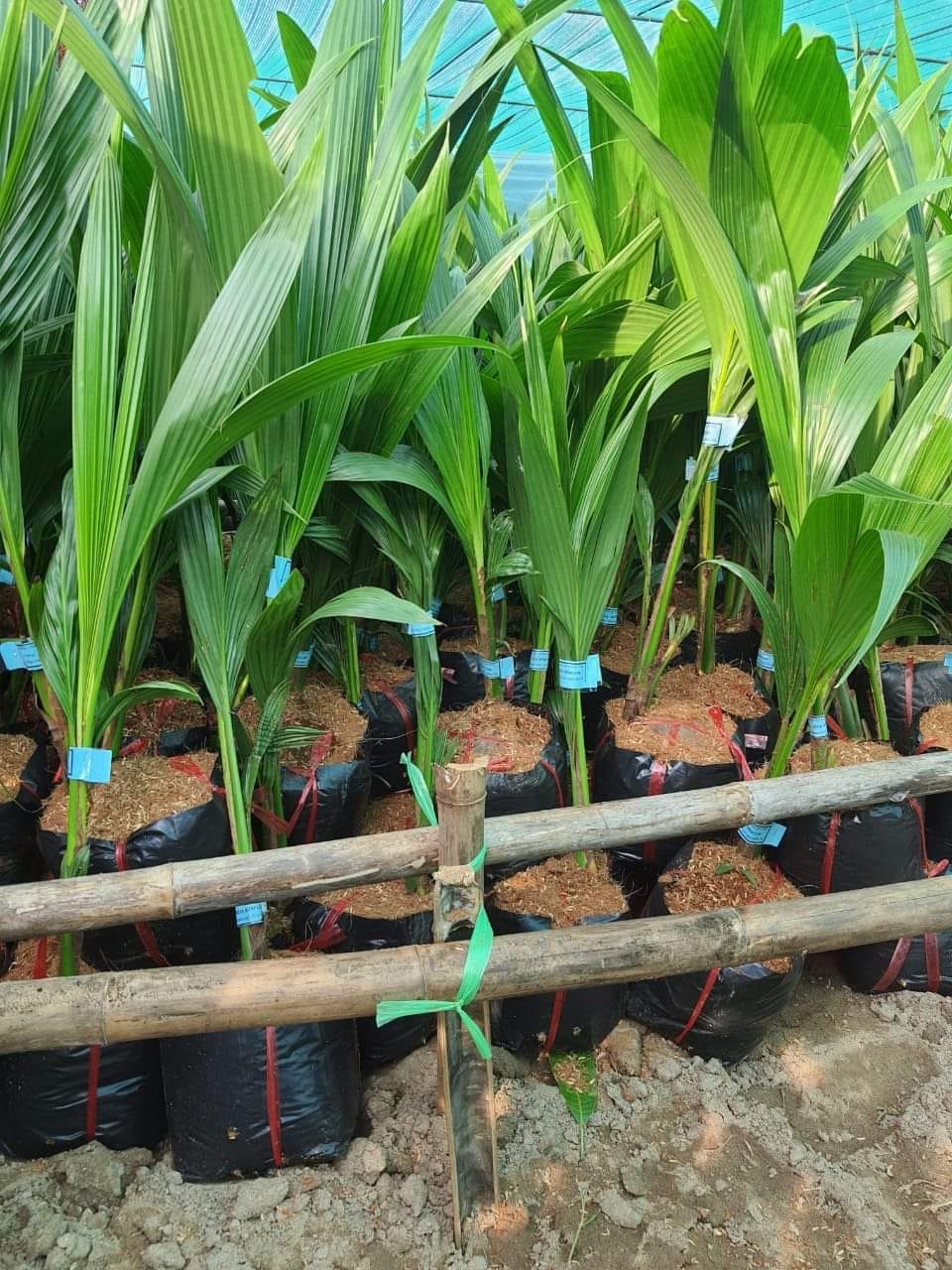 Giống Dừa Xiêm Lùn SiÊu QuẢ