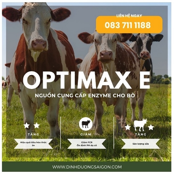 GIA TĂNG NĂNG SUẤT SỮA TRÊN BÒ VỚI OPTIMAX E - CÔNG TY CP DINH DƯỠNG SÀI GÒN