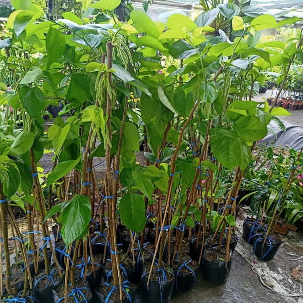 Cây Giống Dâu Trái Dài đang Sẵn Trái Cao 1 3 1 5m