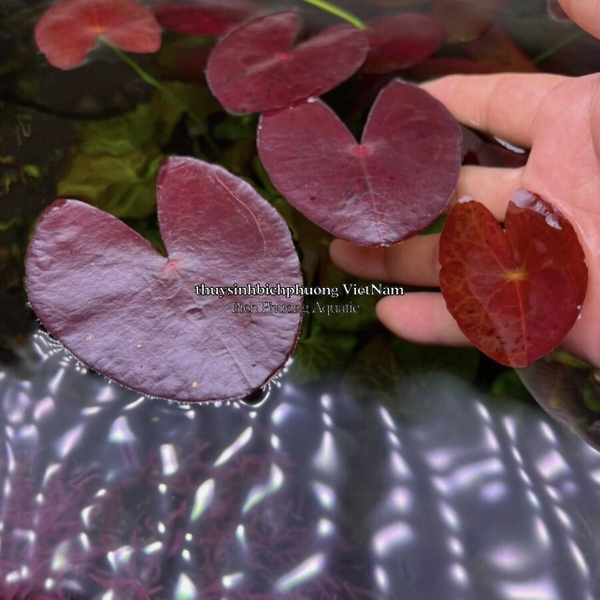 SEN ADA | SEN PERU - CÂY THỦY SINH | THUỶ SINH BÍCH PHƯƠNG