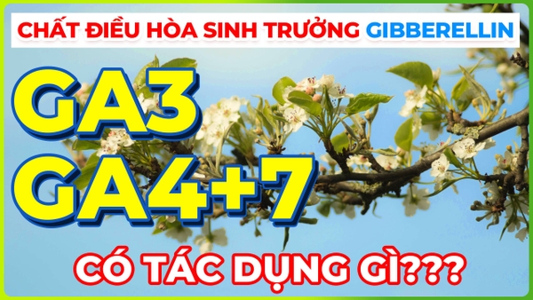 Chất điều hòa sinh trưởng GA3, GA4+7 | Hormone thực vật kéo dài tế bào phanbontomato.com
