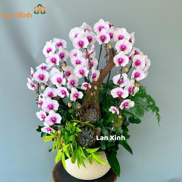 Lan hồ điệp trắng lưỡi tím tiểu cảnh đẹp tặng sinh nhật LAN XINH
