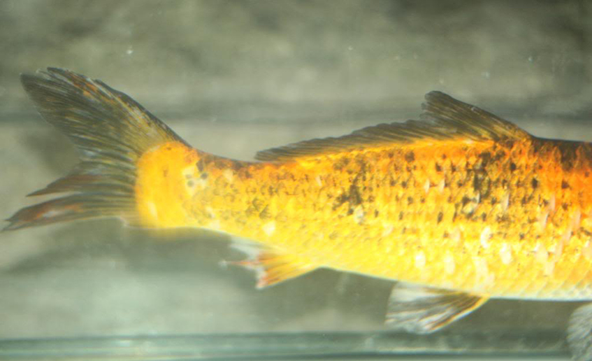 [Bệnh Học] Trị bệnh khuẩn ăn vây ở cá Koi ( Fin rot and Ulcers ) - Luna ...