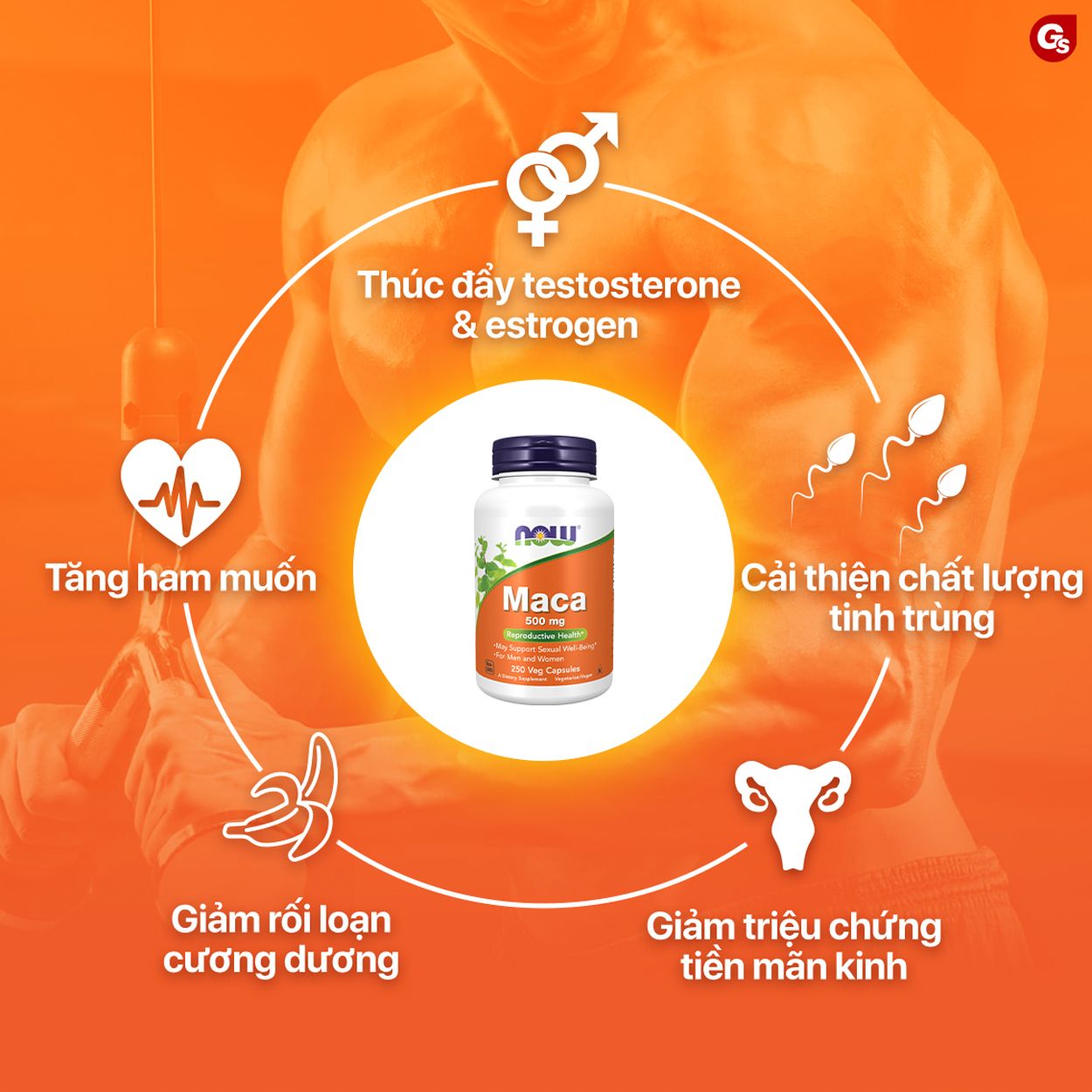 Now Maca 500mg - Cải thiện sinh lý #1 Hàng Mỹ chất lượng cao