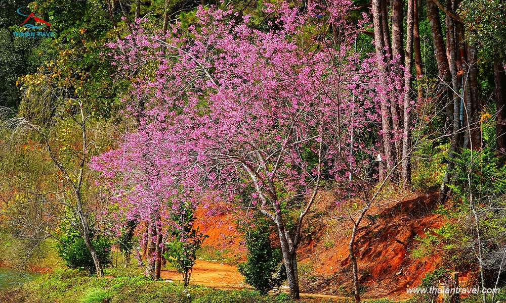 Đi du lịch Măng Đen Tây Nguyên ngắm hoa Mai Anh Đào rực rỡ khoe sắc ...
