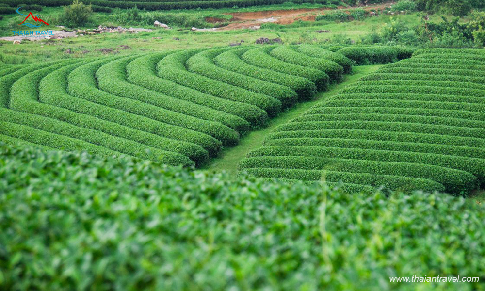 Đồi chè Trái Tim Mộc Châu đẹp thơ mộng trên Cao Nguyên xanh ngát - THÁI ...
