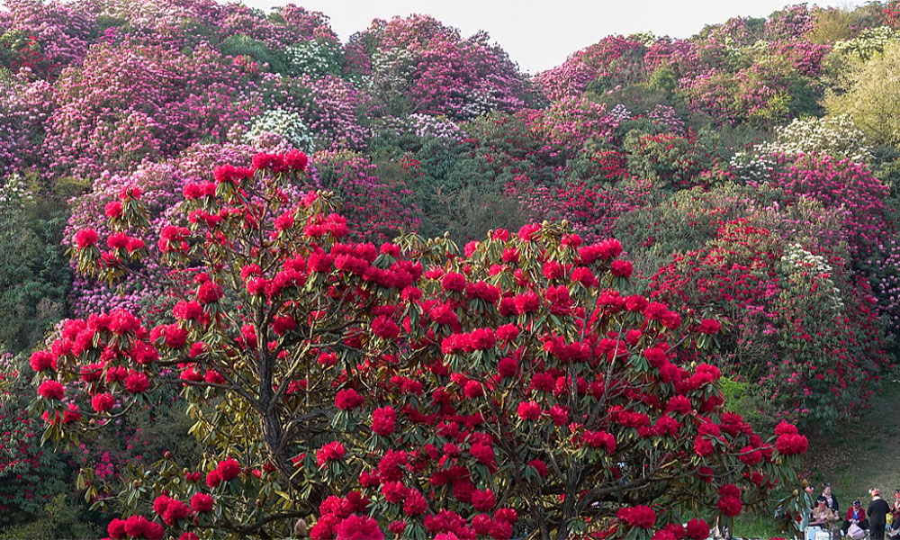 Công viên rừng Baili Azalea - rừng hoa đỗ quyên tự nhiên lớn nhất thế ...