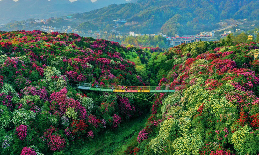 Công viên rừng Baili Azalea - rừng hoa đỗ quyên tự nhiên lớn nhất thế ...