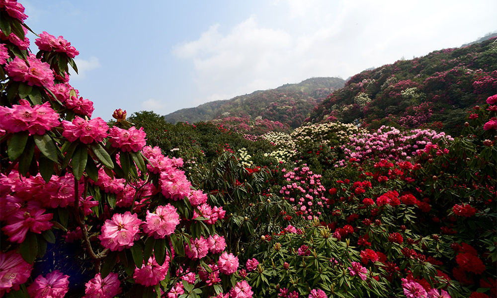 Công viên rừng Baili Azalea - rừng hoa đỗ quyên tự nhiên lớn nhất thế ...