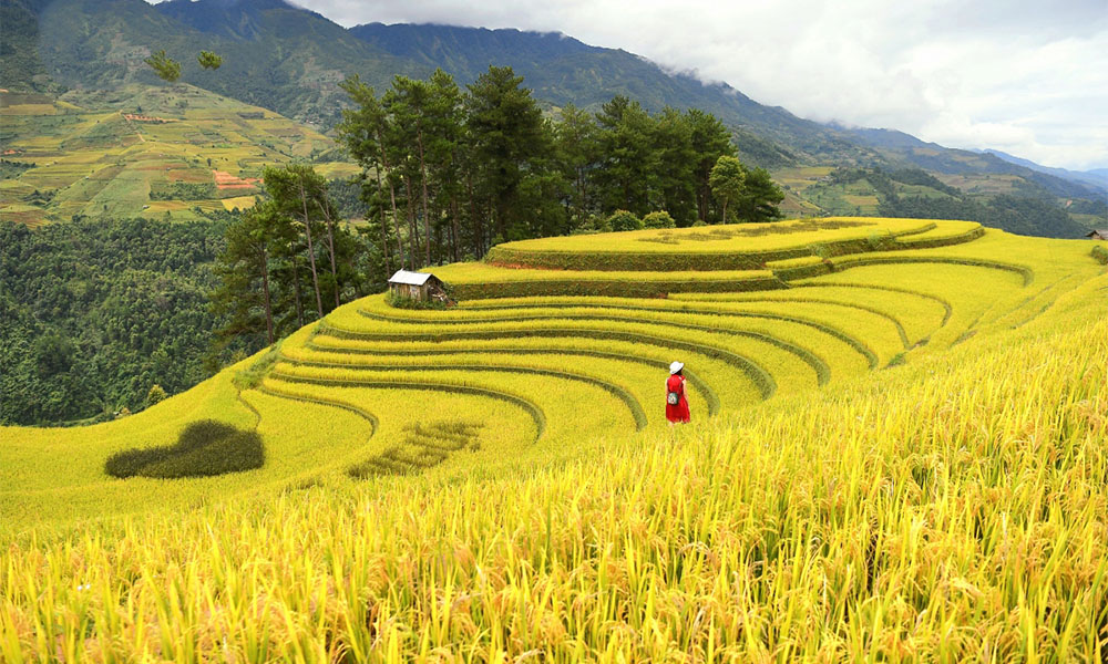 Kinh nghiệm du lịch Mù Căng Chải trọn bộ chi tiết - THÁI AN TRAVEL