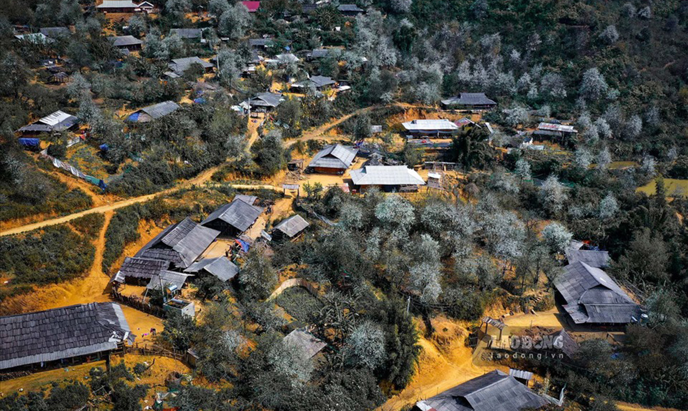 Đẹp nao lòng mùa hoa sơn tra Tây Bắc - Các điểm check in tuyệt đẹp ...