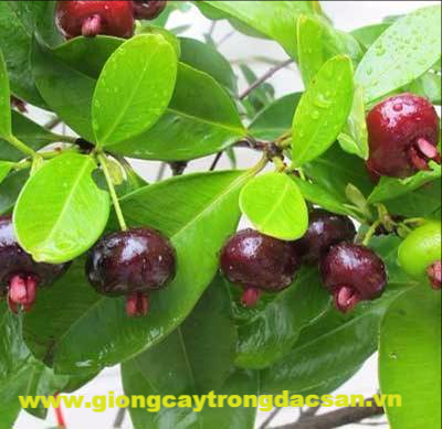 Cây Cherry Brazil - Công ty Cổ Phần Giống cây trồng Đ.H Nông Nghiệp 1