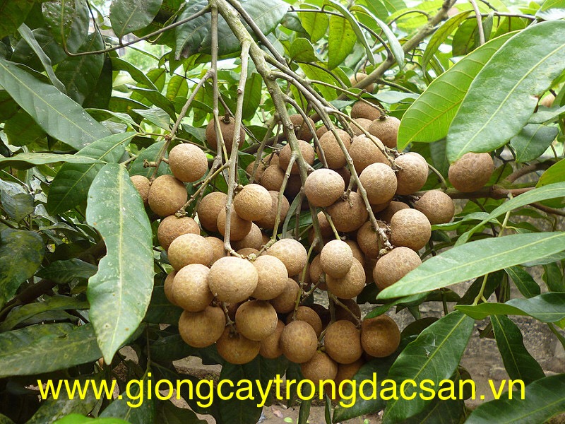 Nhãn Muộn Miền - Công ty Cổ Phần Giống cây trồng Đ.H Nông Nghiệp 1