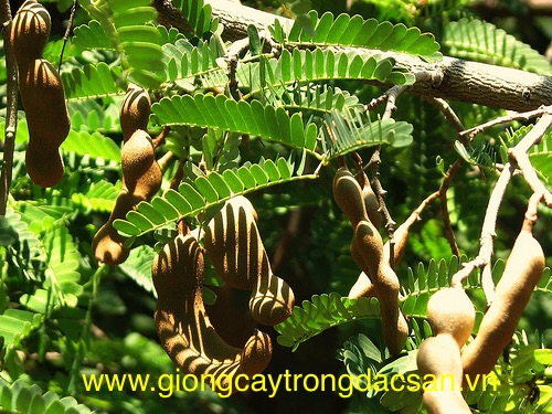Cây Me Chua - Công ty Cổ Phần Giống Cây trồng Đ.H Nông Nghiệp 1