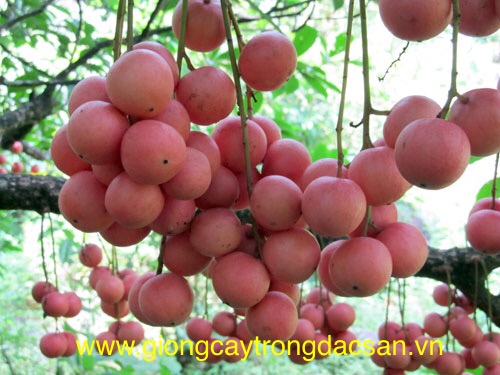 Cây Dâu Da - Công Ty Cổ Phần Giống Cây trồng Đ.H Nông Nghiệp 1