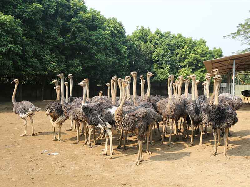 Kỹ thuật nuôi đà điểu sinh sản mang lại hiệu quả kinh tế cao | Công ty ...