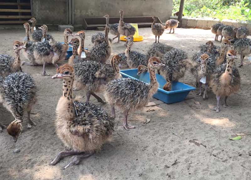 Kỹ thuật nuôi đà điểu sinh sản mang lại hiệu quả kinh tế cao | Công ty ...