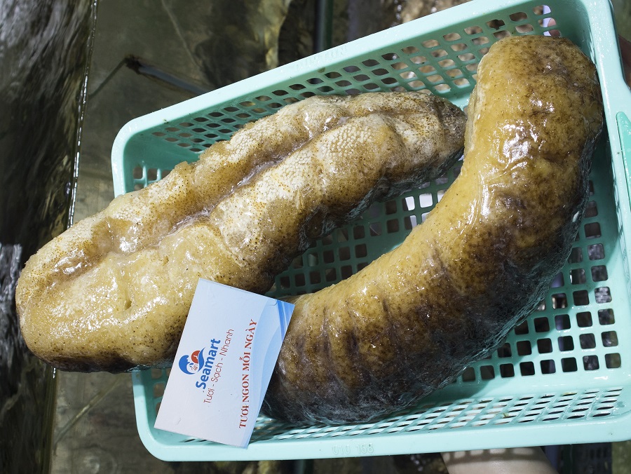 Hải sâm biển - Hải Sản Sạch 24hSeamart