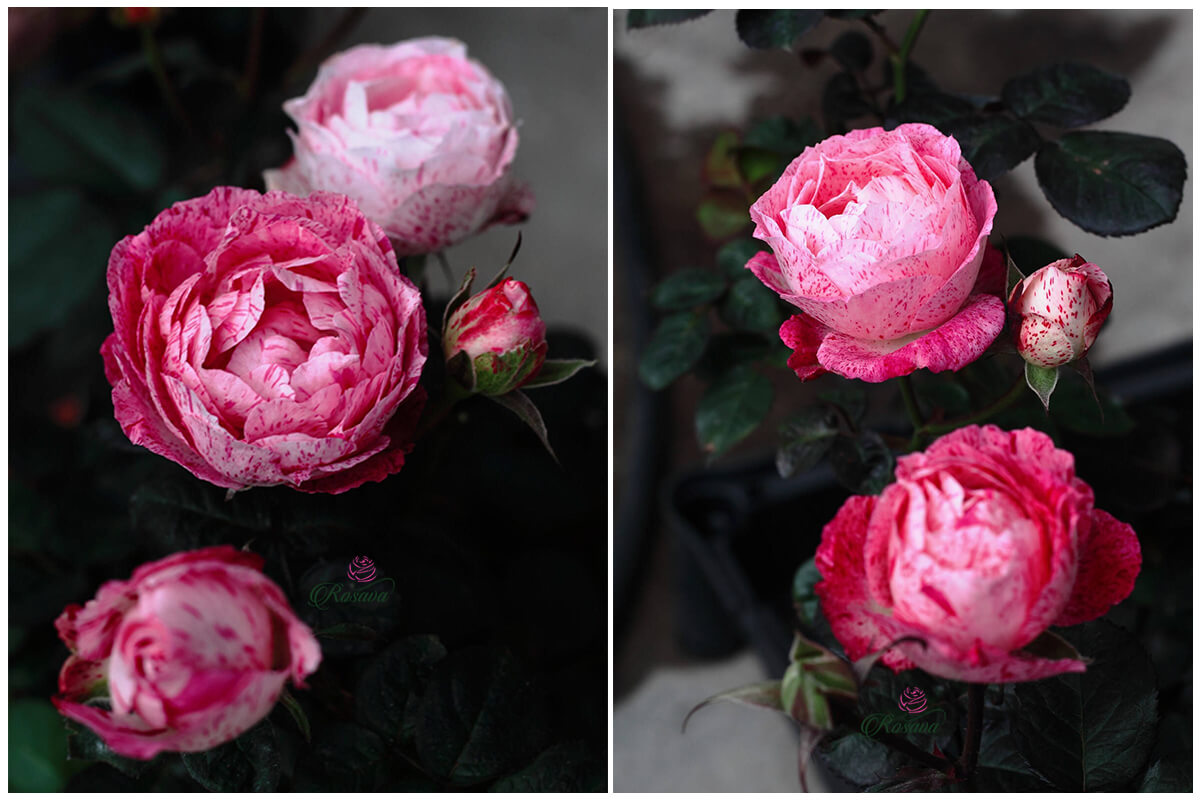 Hoa hồng Nhật Lady Candle rose - Chia Sẻ Kiến Thức Điện Máy Việt Nam