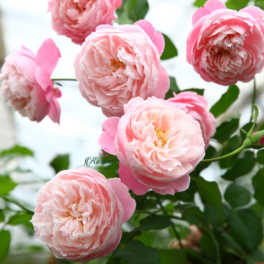 Hoa hồng David Austin Constance rose màu hồng, hoa 4 mùa cực xinh