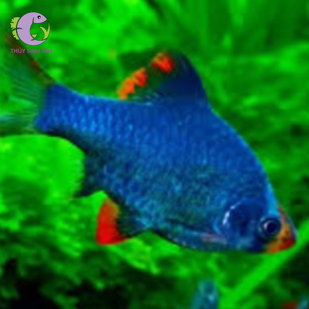 Cá Xecan Xanh | Thủy Sinh Tím