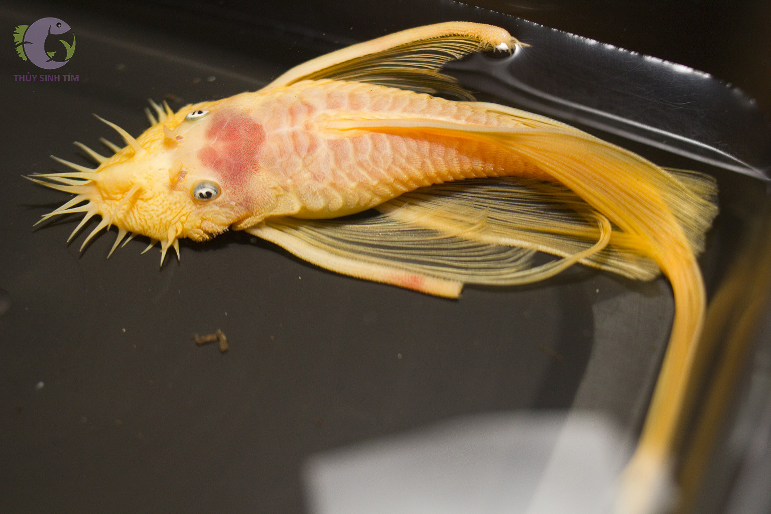 L144a Longfin Blue Eye Lemon Bristlenose Pleco (7cm) (Cặp Đực/Mái Sinh ...