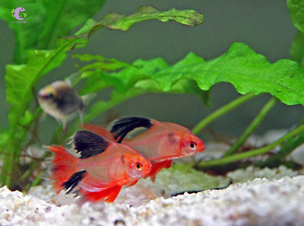 Cá Siam Ruby | Thủy Sinh Tím