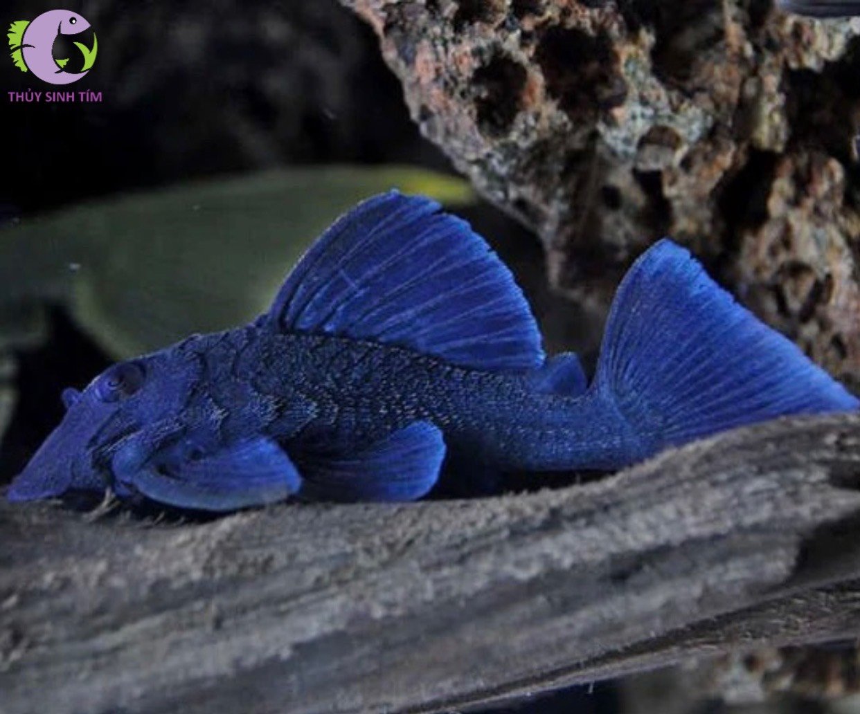 Cá L239 Blue Panaque Pleco (size 4 - 6) | Thủy Sinh Tím