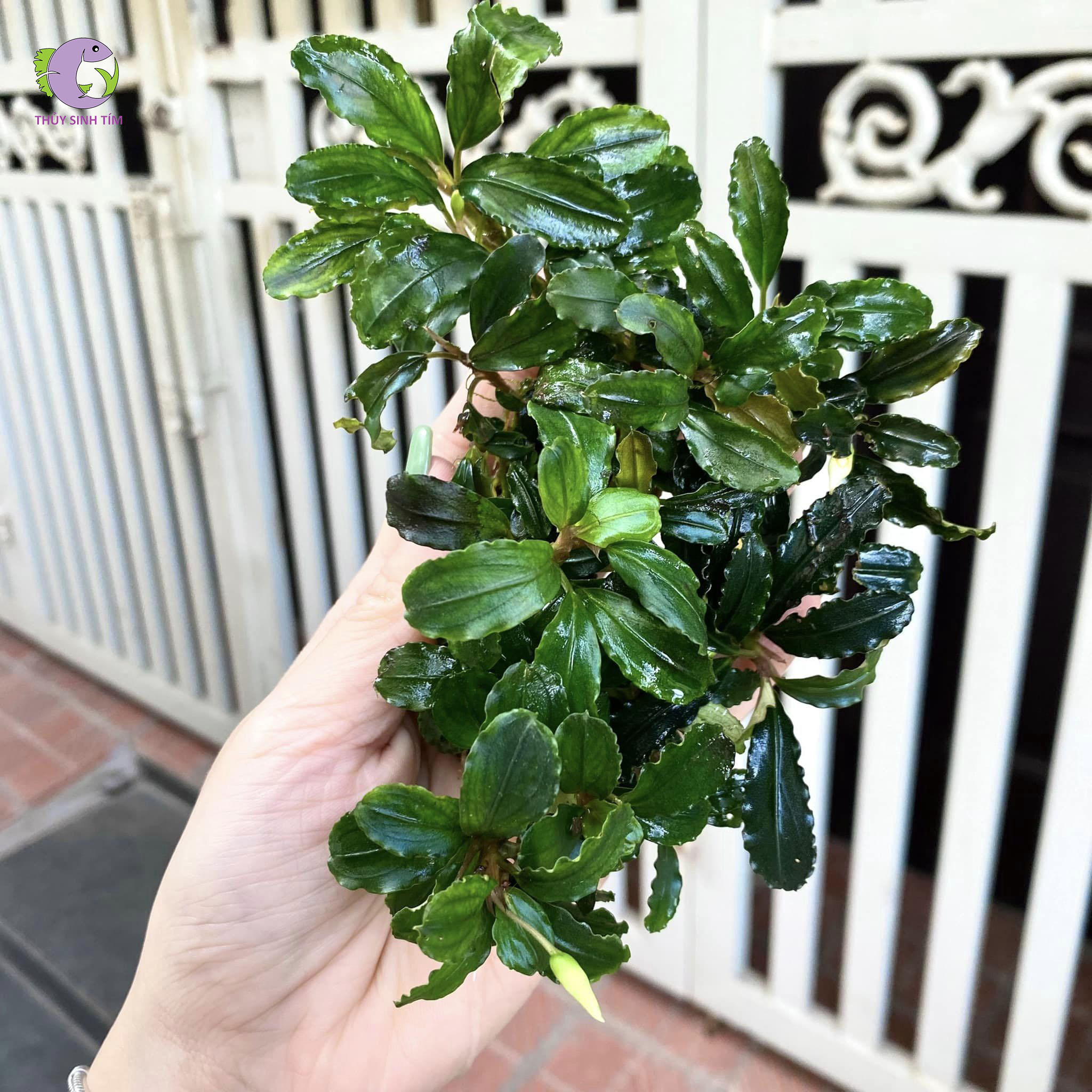 Bucep Thanh TM | Thủy Sinh Tím