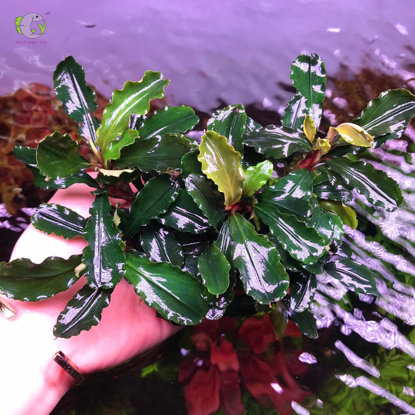 Bucep Thanh TM | Thủy Sinh Tím