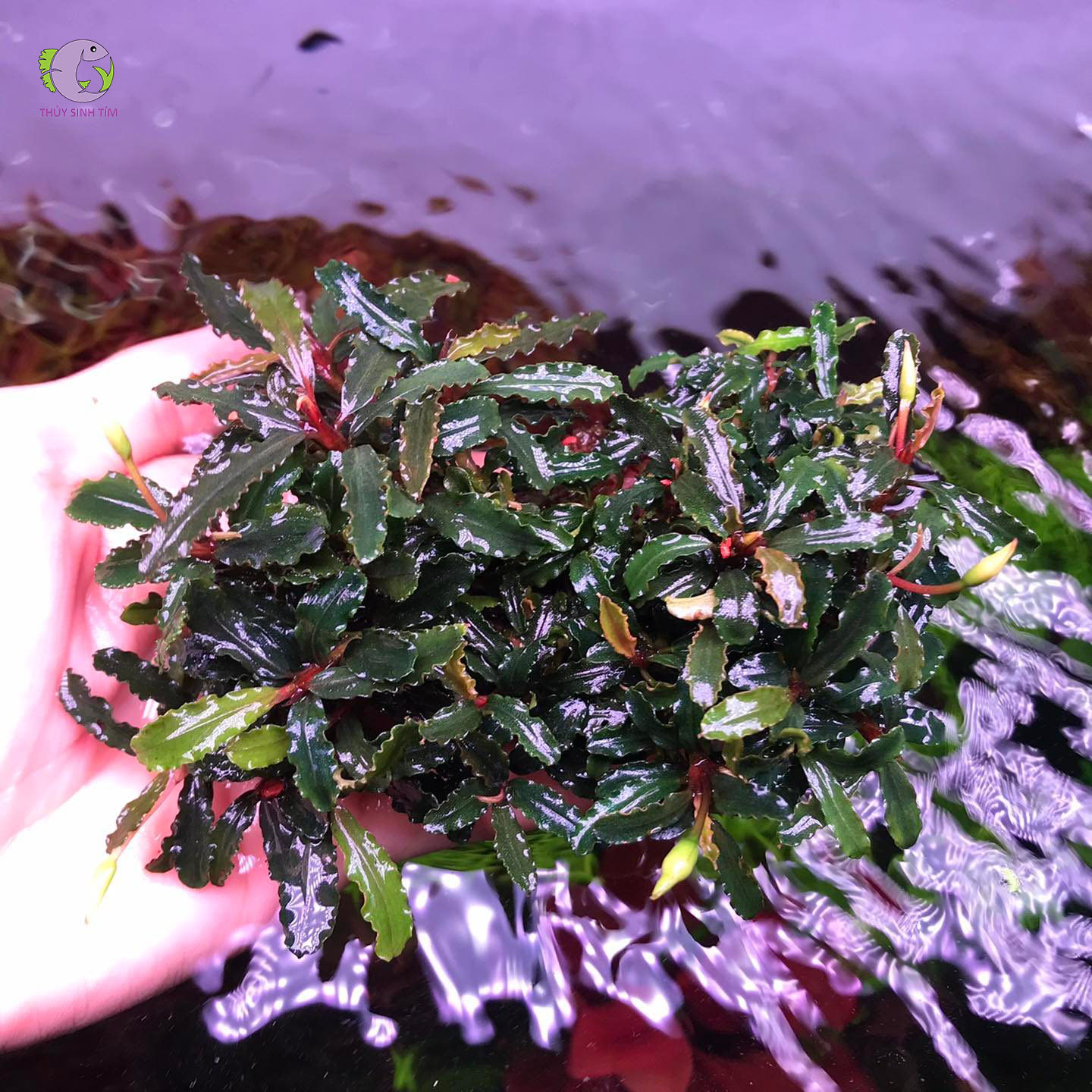 Bucep Thanh TM | Thủy Sinh Tím