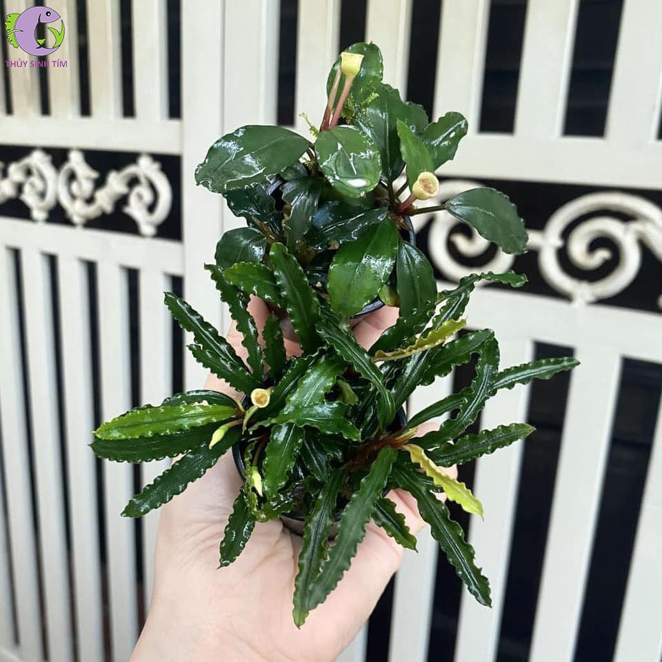 Bucep Chậu TM | Thủy Sinh Tím