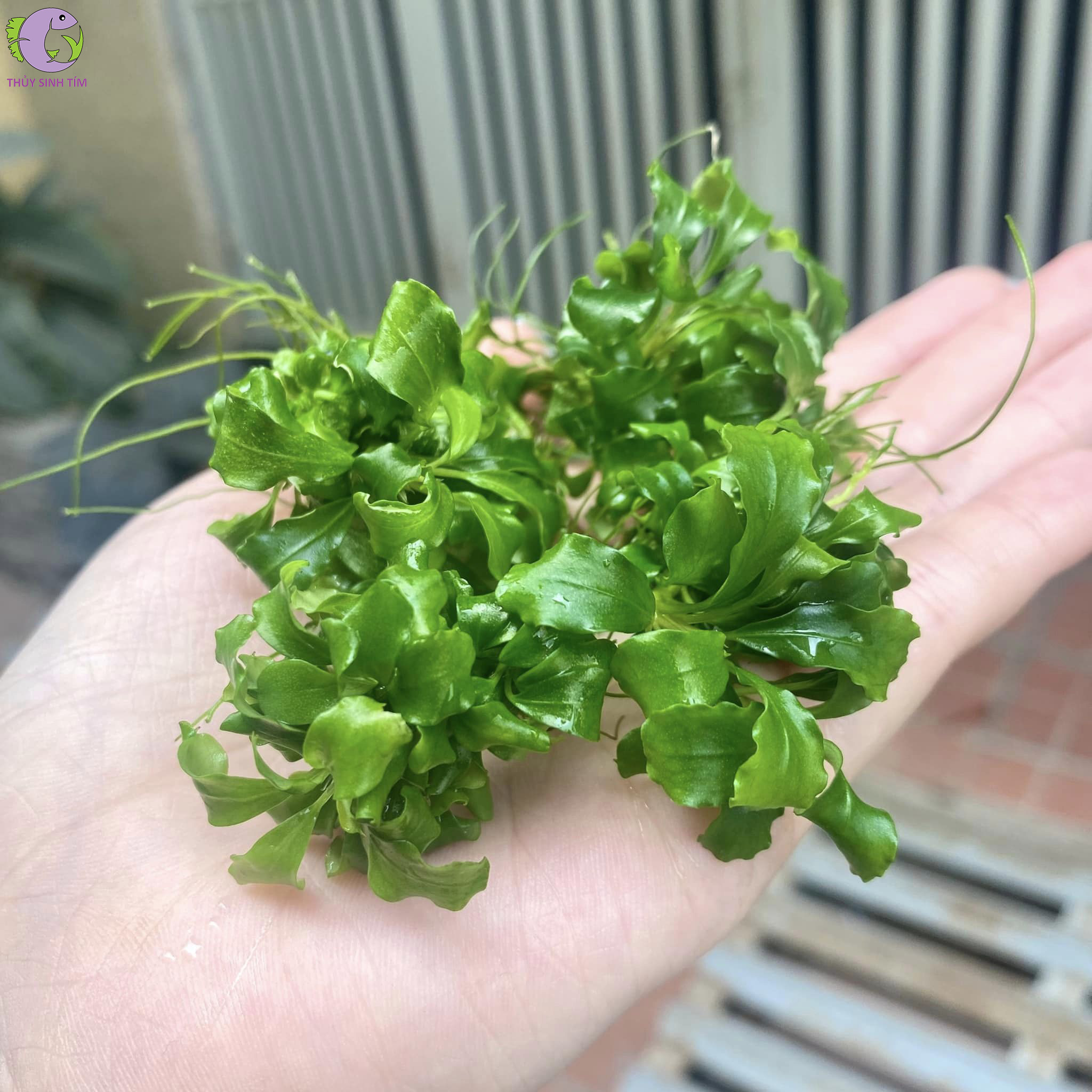 Bucep Xanh (Bụi) | Thủy Sinh Tím