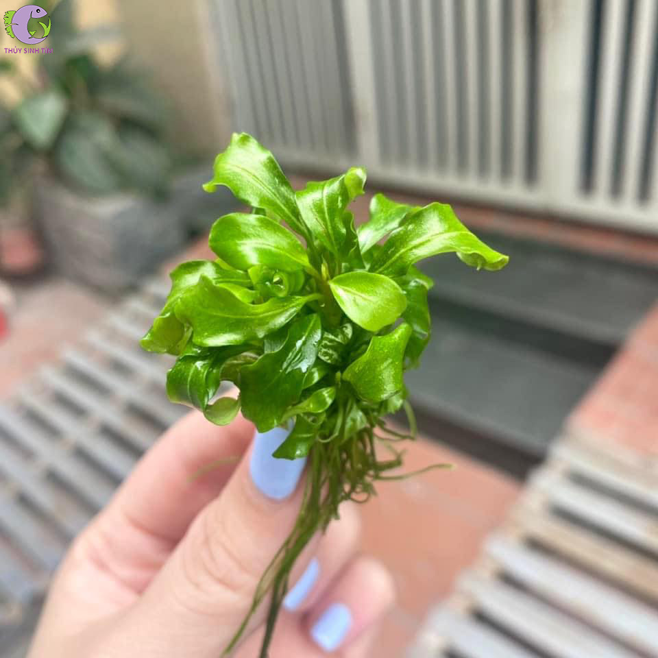 Bucep Xanh (Bụi) | Thủy Sinh Tím