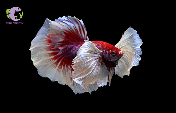 Cá Betta Galaxy | Thủy Sinh Tím