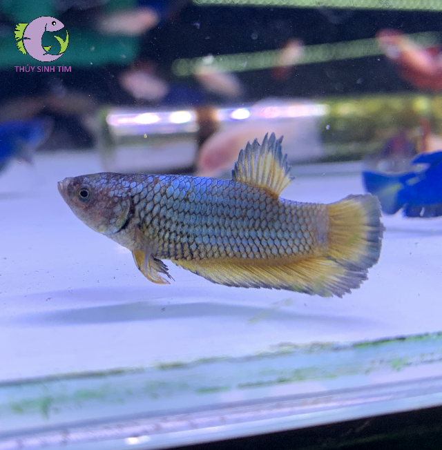 Cá Betta Mái | Thủy Sinh Tím