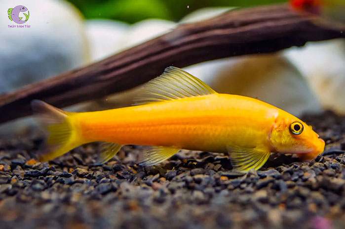 Cá Bống Vàng | Thủy Sinh Tím