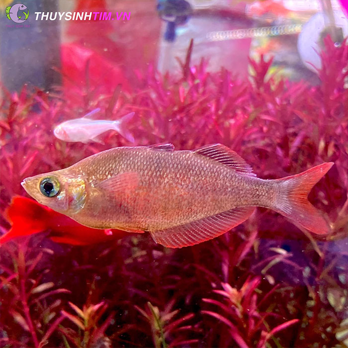 Cá Cầu Vồng Táo Đỏ | Thủy Sinh Tím