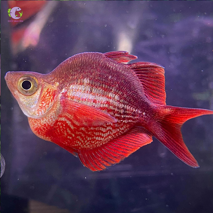 Cá Cầu Vồng Táo Đỏ Short | Thủy Sinh Tím