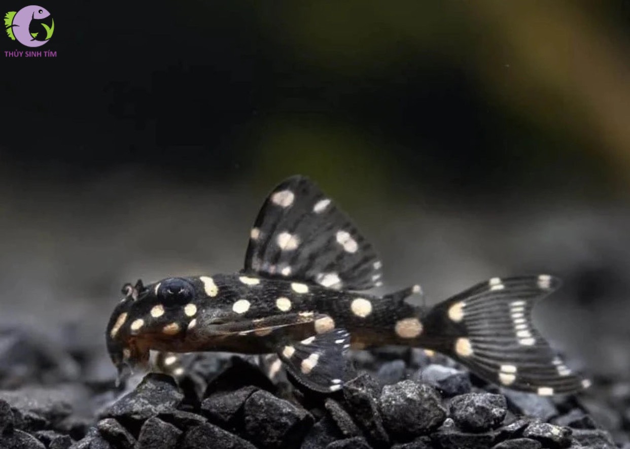 Cá L471 Dwarf Snowball Pleco (sz 3 - 4) | Thủy Sinh Tím
