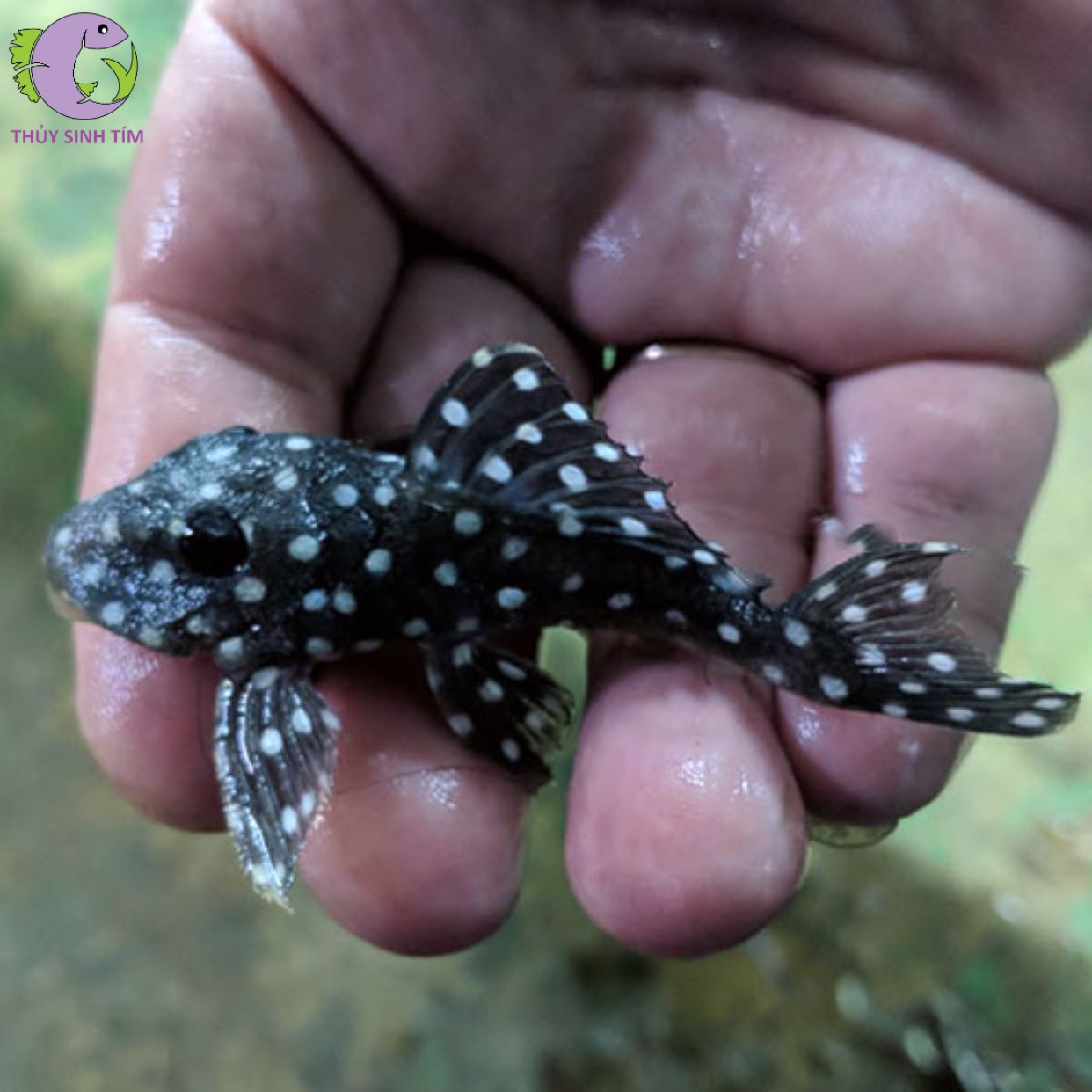 Cá L471 Dwarf Snowball Pleco (sz 3 - 4) | Thủy Sinh Tím