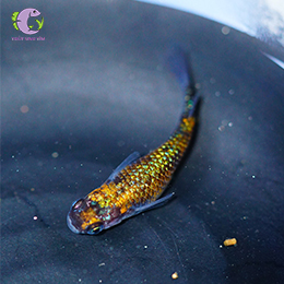 Cá MEDAKA | Thủy Sinh Tím