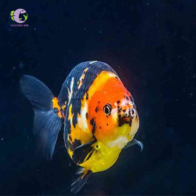 Cá Ranchu | Thủy Sinh Tím