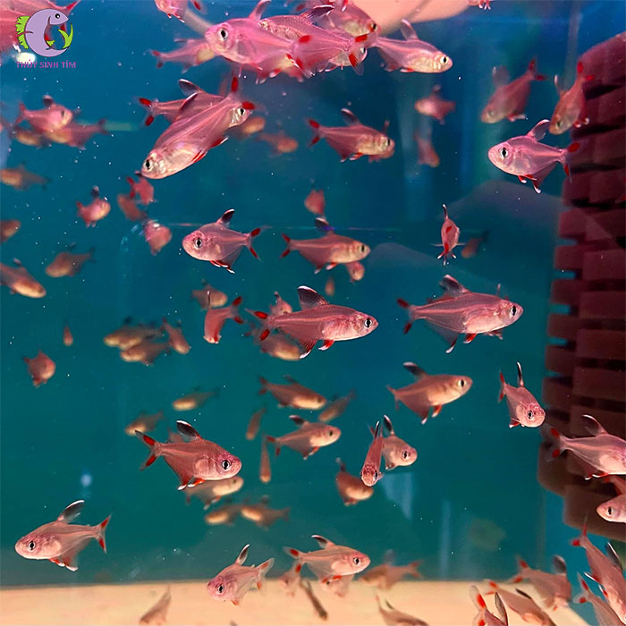 Cá Rosy Tetra | Thủy Sinh Tím
