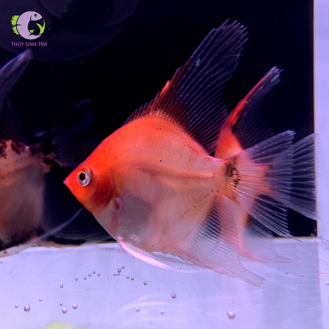 Cá Thần Tiên Red Devil - Hạng B | Thủy Sinh Tím