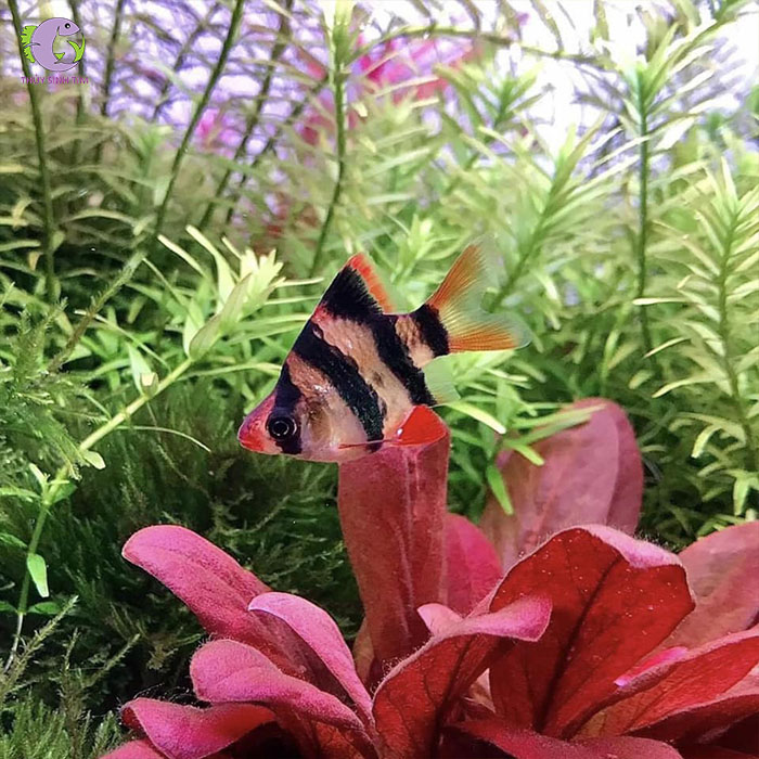 Cá Xecan Tiger Short | Thủy Sinh Tím