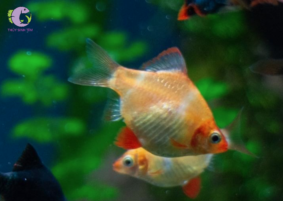 Cá Thủy Sinh Xecan Vàng | Thủy Sinh Tím