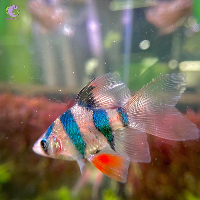 Cá Xecan Vây Dài Mix | Thủy Sinh Tím