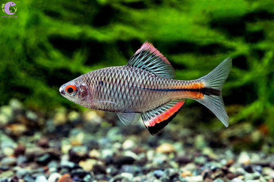 Cá Thè Be Nhập (Paratanakia Himantegus Chii) | Thủy Sinh Tím