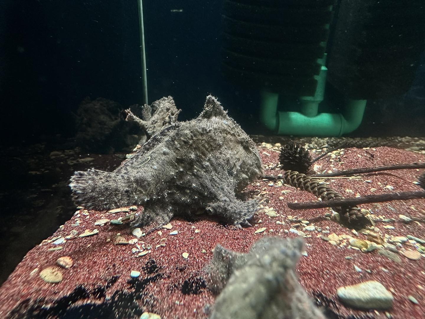 Freshwater Frogfish (Antennarius Biocellatus) | Thủy Sinh Tím